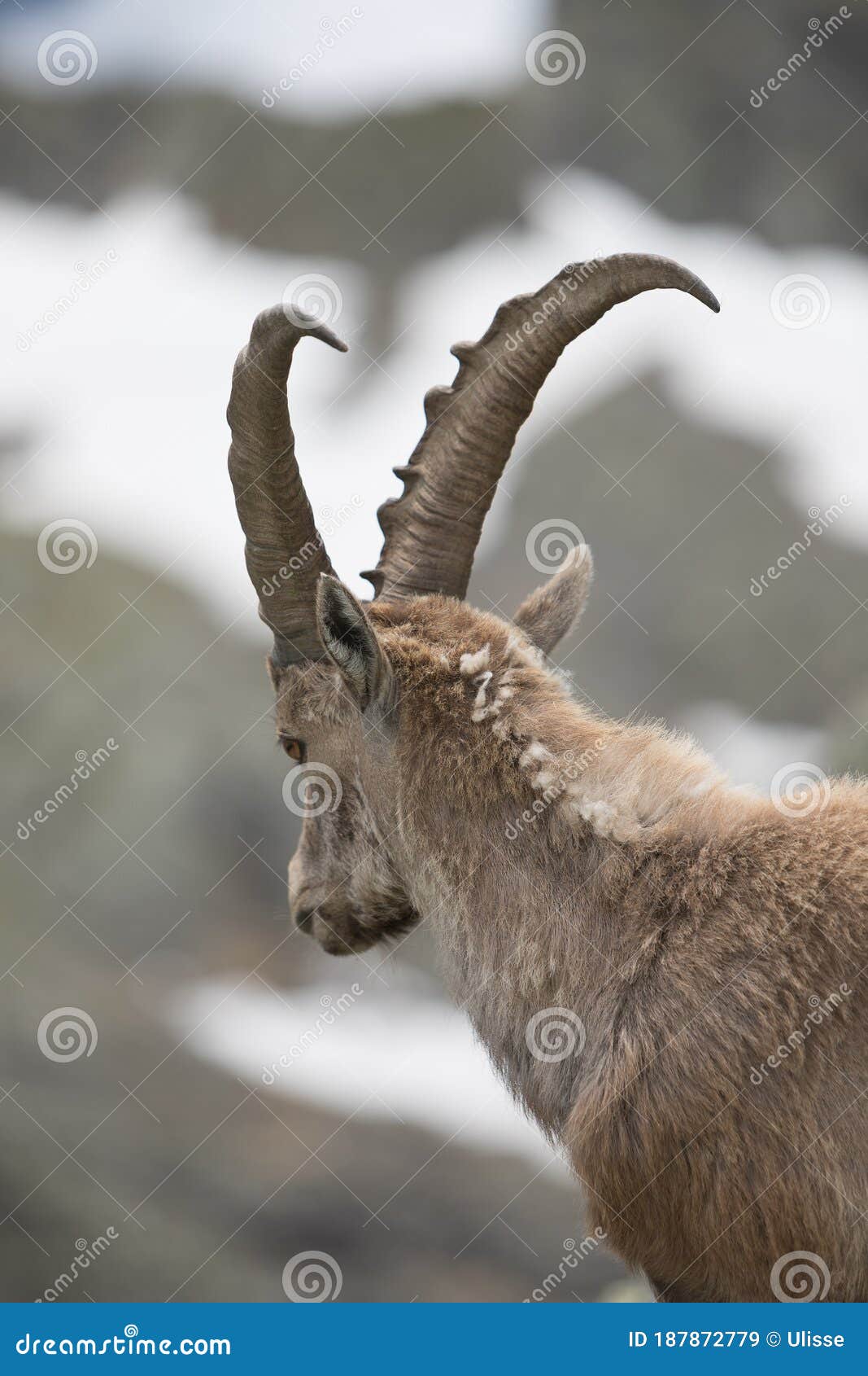 A wild ibex stock image. Image of nature, ibexes, mammal - 187872779