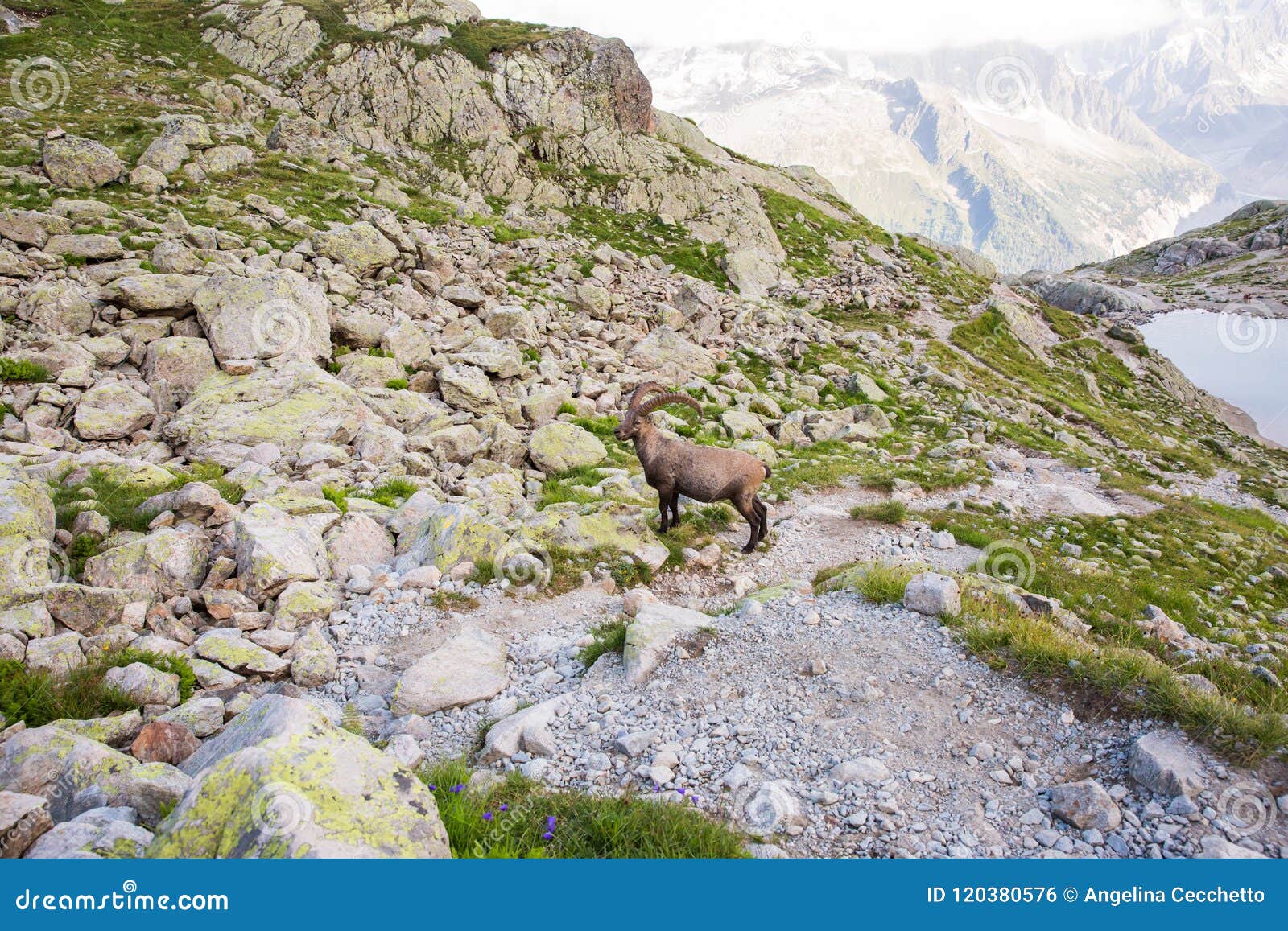 Wild Ibex Standing in Mont-Blanc Mountain Range Stock Photo - Image of ...
