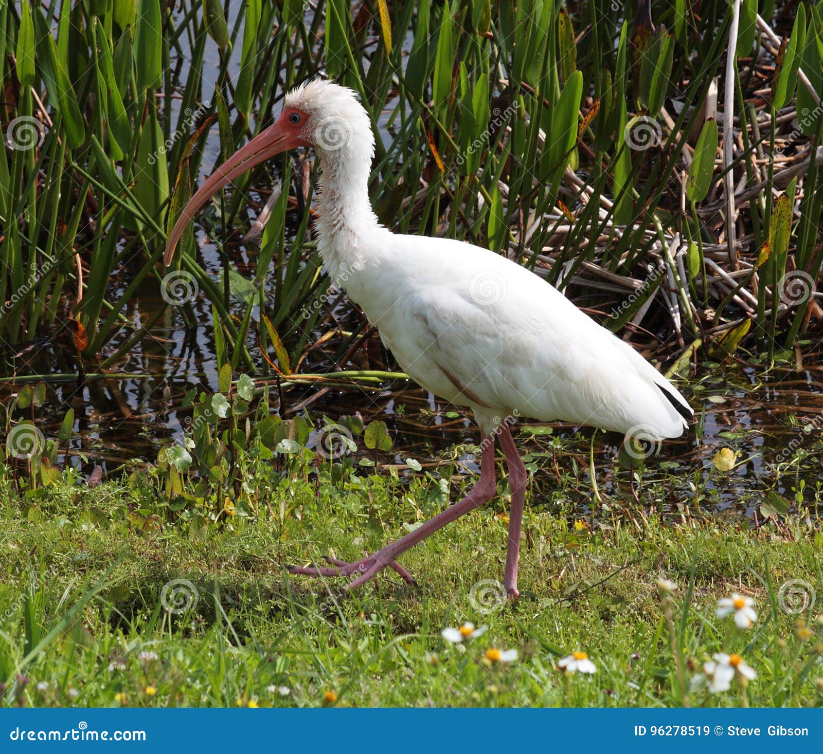 Wild Ibis stock image. Image of florida, ibis, central - 96278519