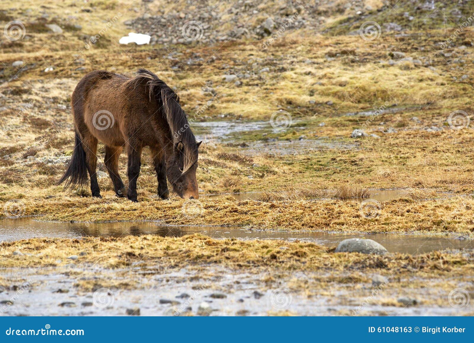 Wild Icelandic Horse in Spring Stock Image - Image of pony, race: 61048163