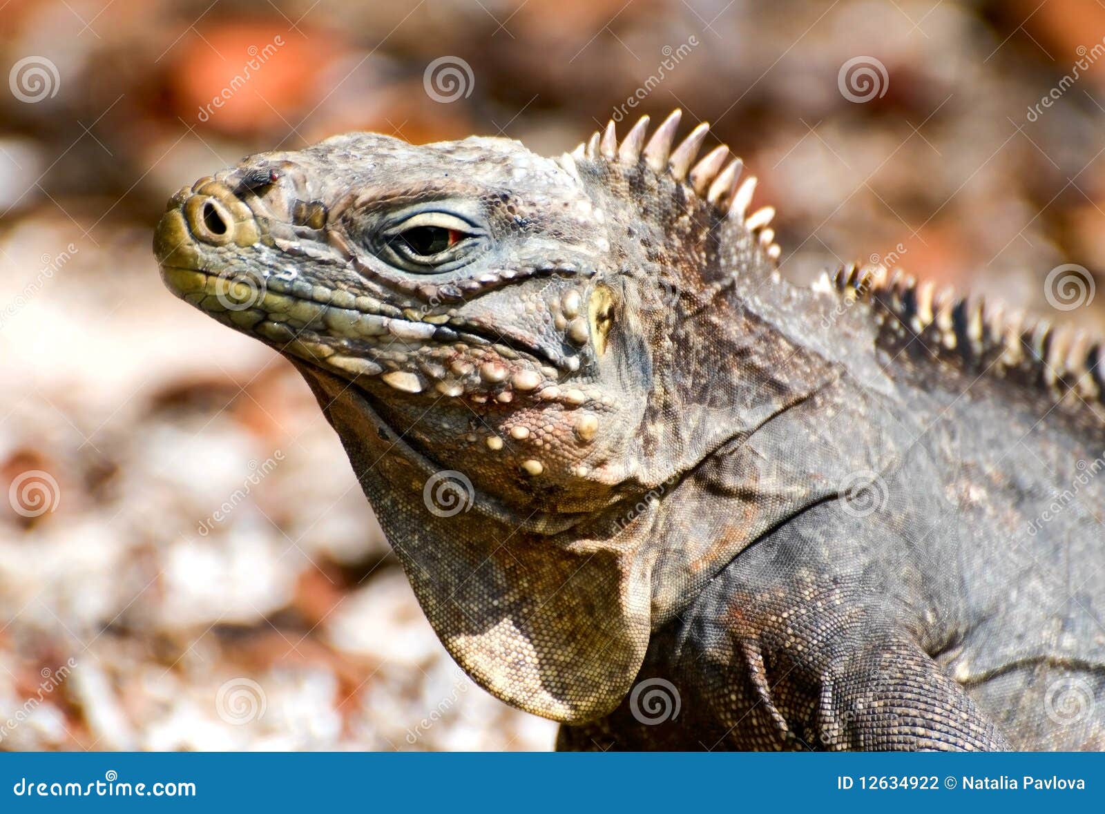 Wild iguana stock photo. Image of animal, vertebrate - 12634922