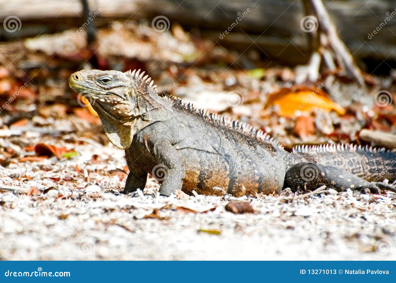 Wild iguana stock image. Image of amphibian, wild, portrait - 13271013