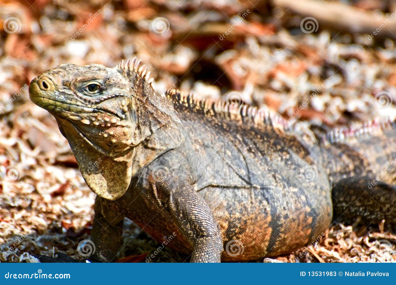 Wild iguana stock image. Image of green, wildlife, horizontal - 13531983