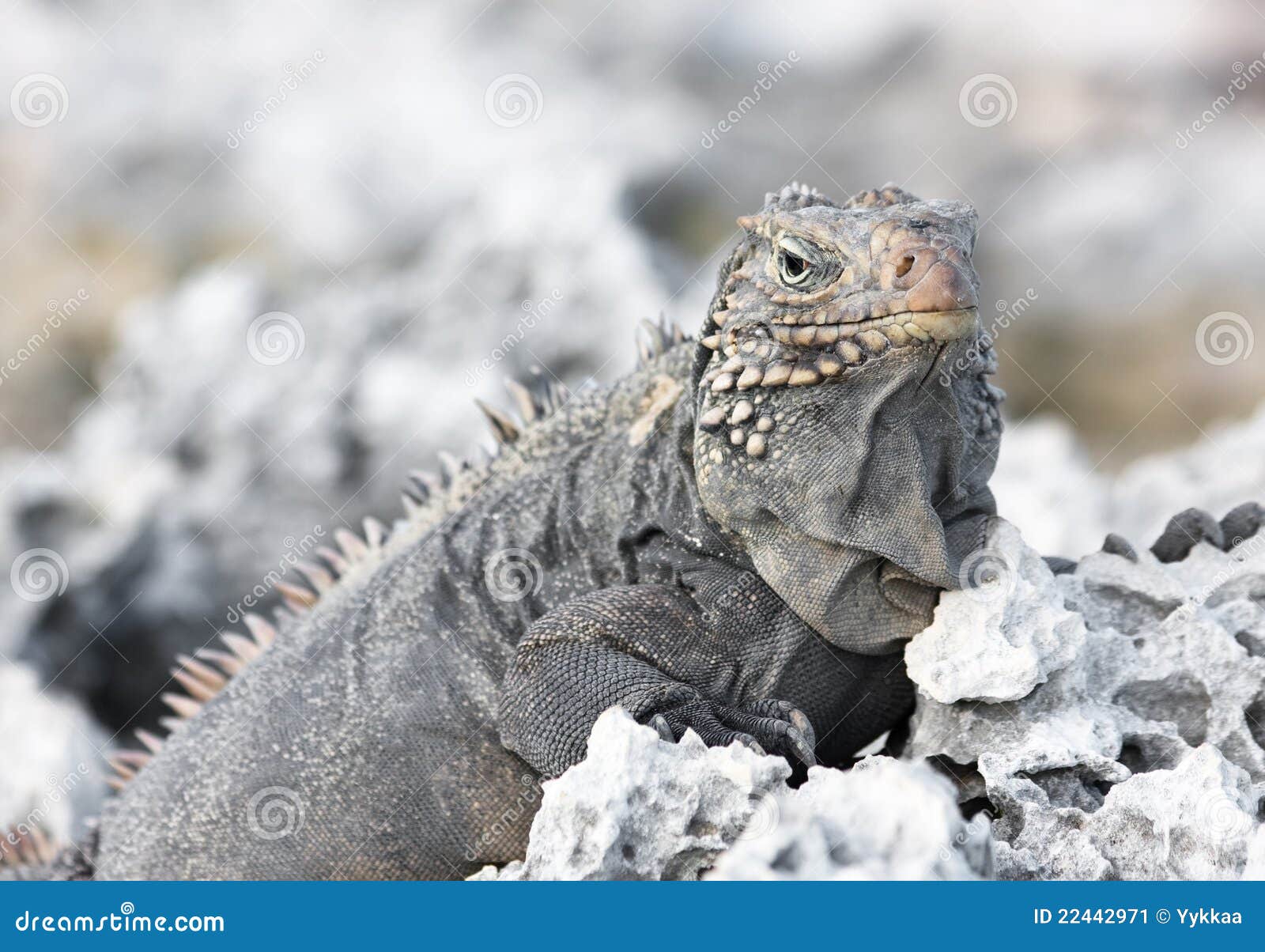 Wild iguana. stock image. Image of reptile, iguania, lizard - 22442971