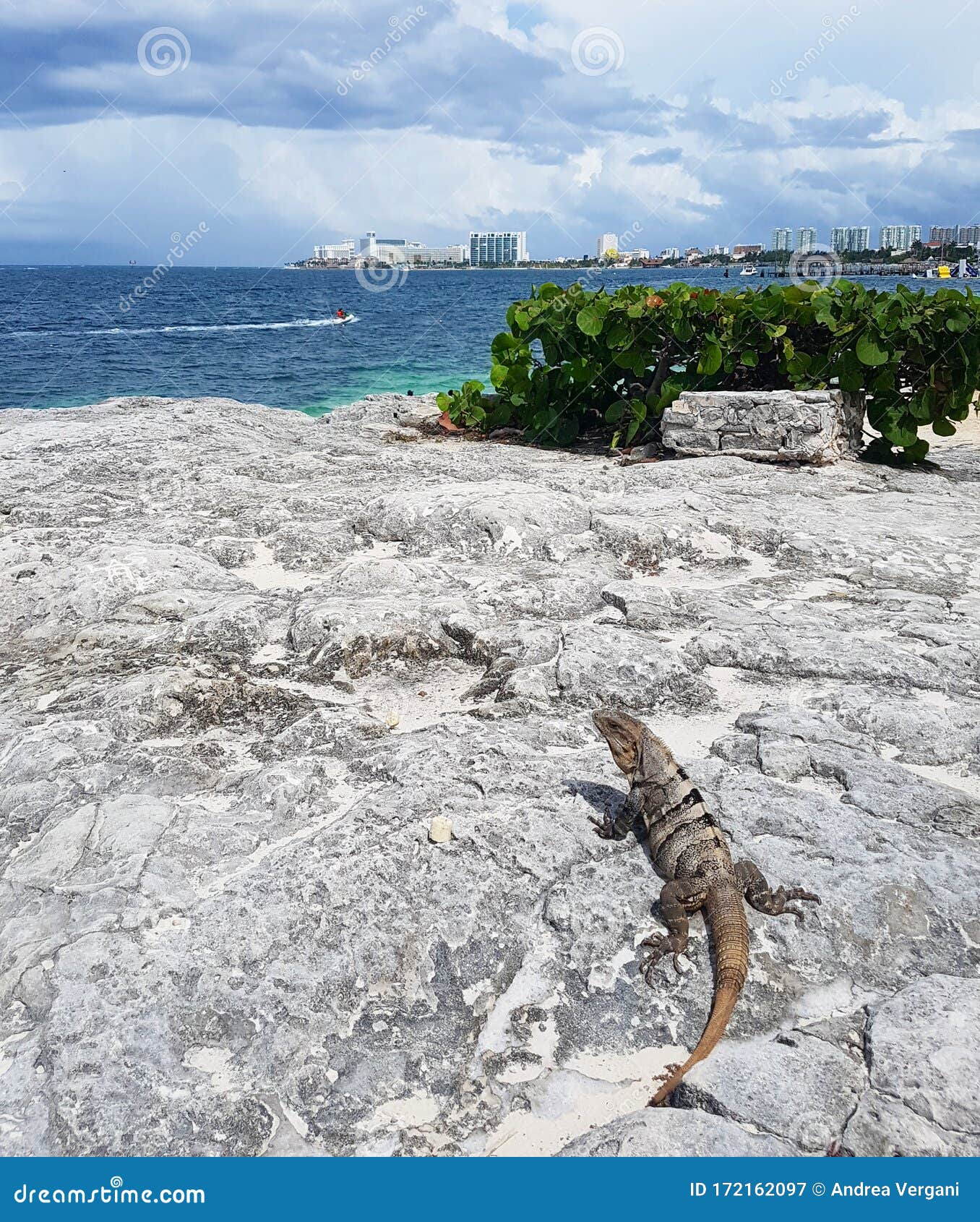 Wild Iguana in Cancun stock image. Image of cancun, wildanimals - 172162097