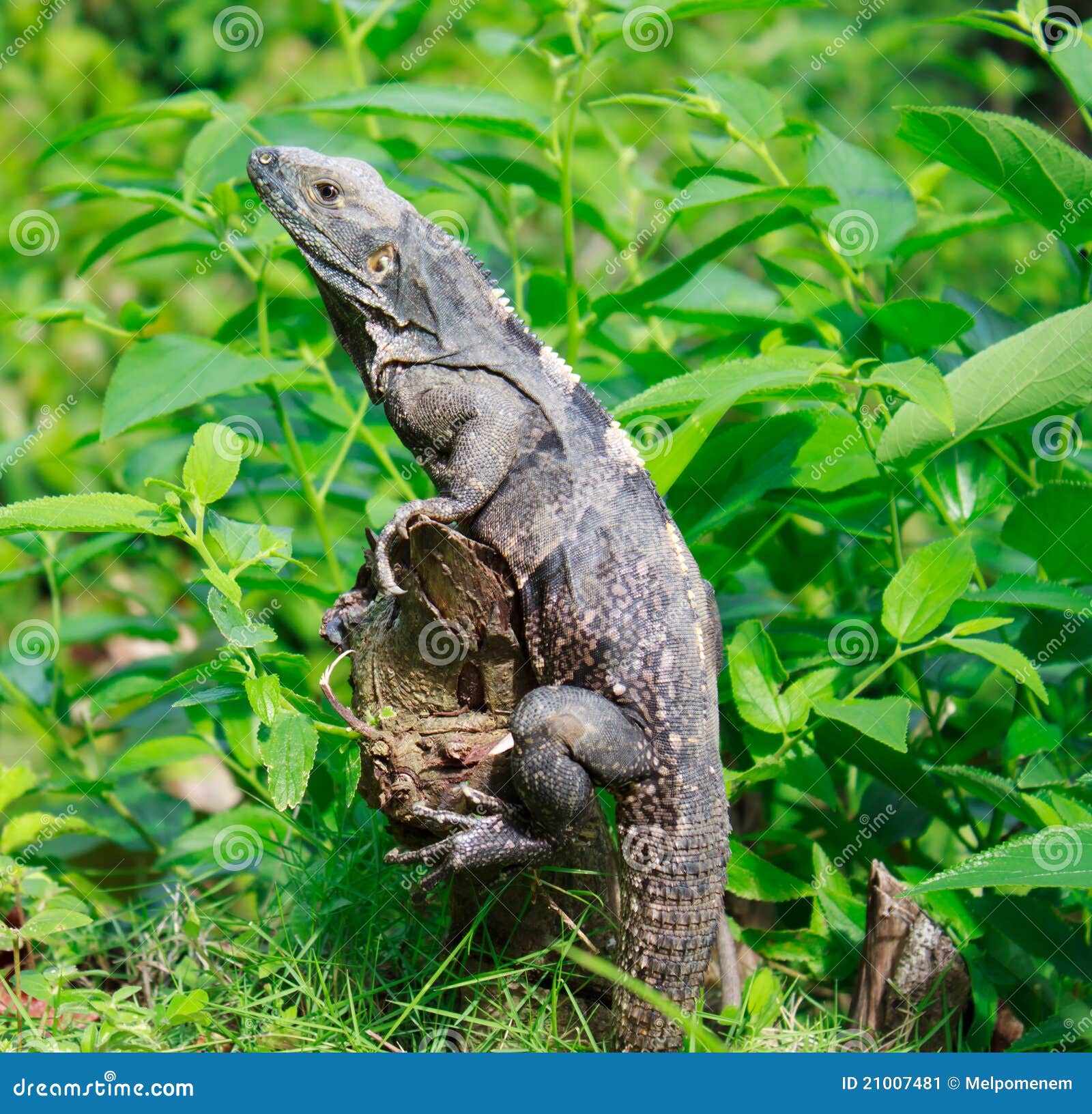 Wild iguana in the forest stock image. Image of branch - 21007481