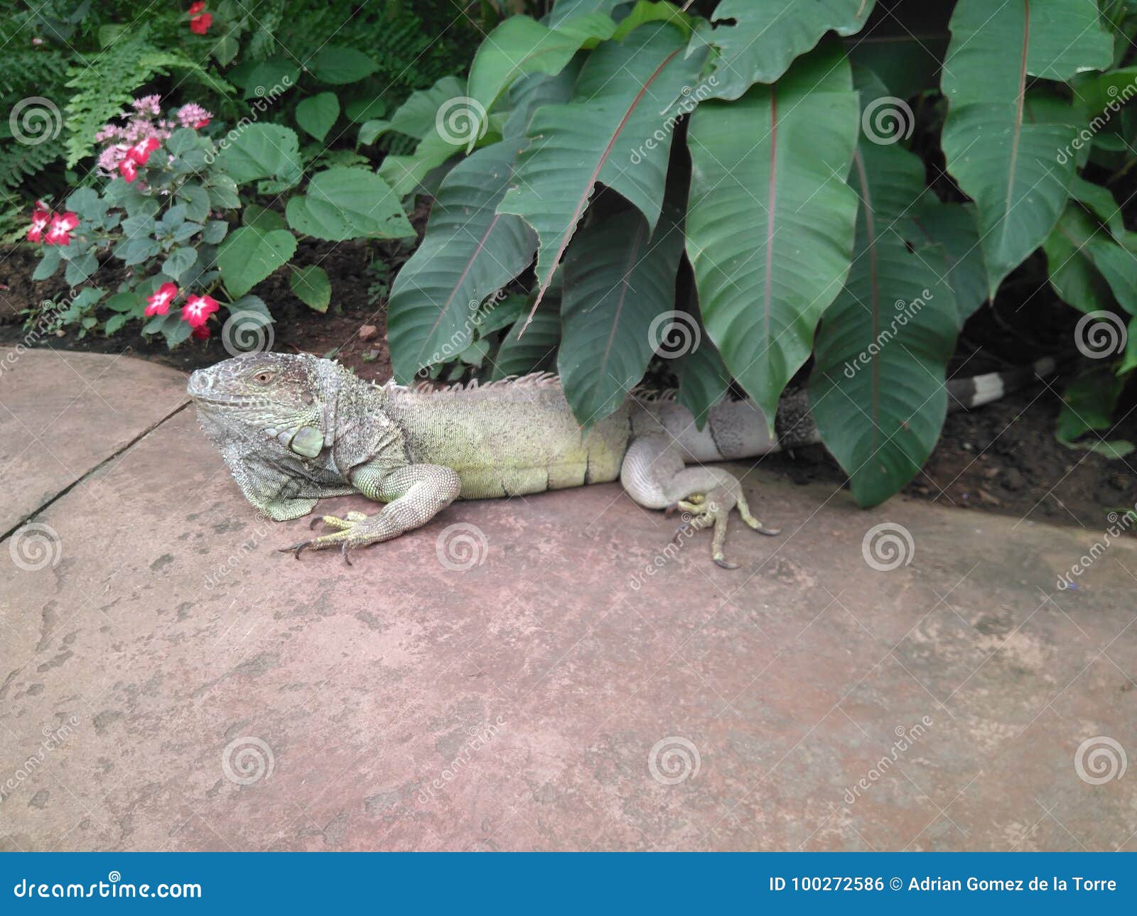 Iguana stock photo. Image of animals, iguana, nature - 100272586