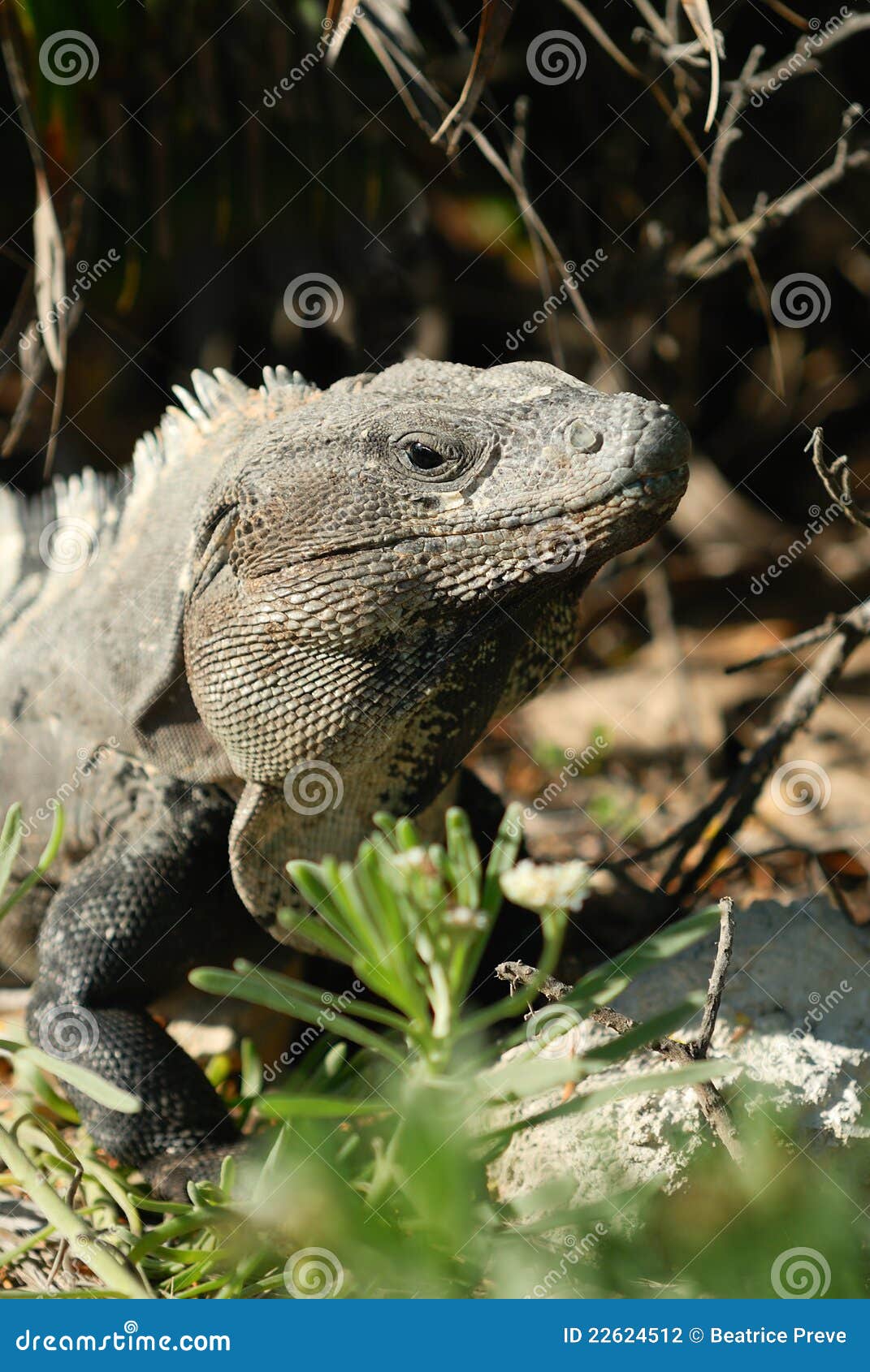 Wild iguana portrait stock photo. Image of looking, caribbean - 22624512
