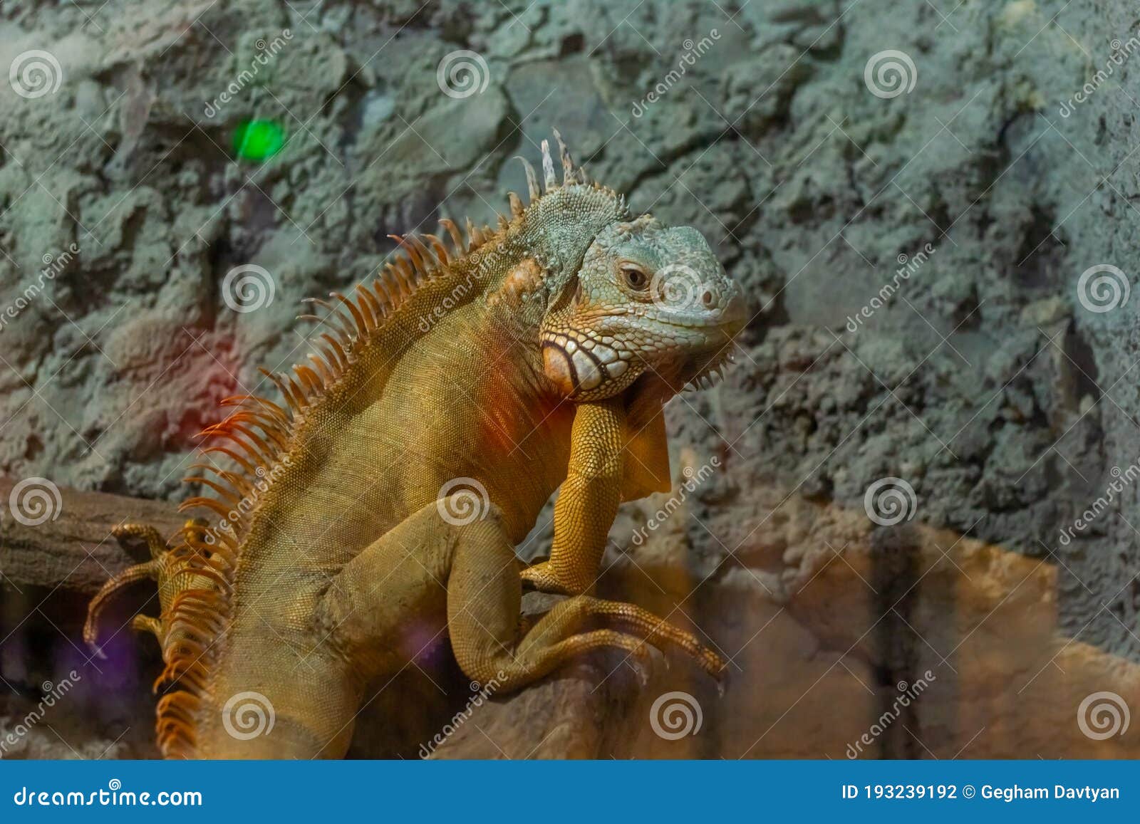 The Wild Iguana in the Zoo, Iguana on a Branch Stock Photo - Image of ...