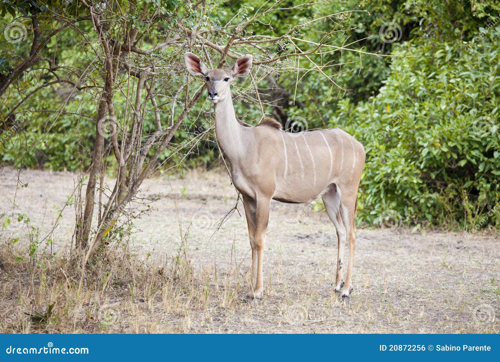 Wild impala stock photo. Image of wildlife, animal, african - 20872256