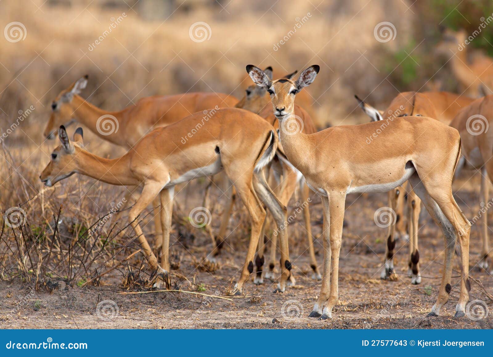 Wild Impala On A Path Through Tall Grass In Mlilwane Wildlife Sanctuary ...