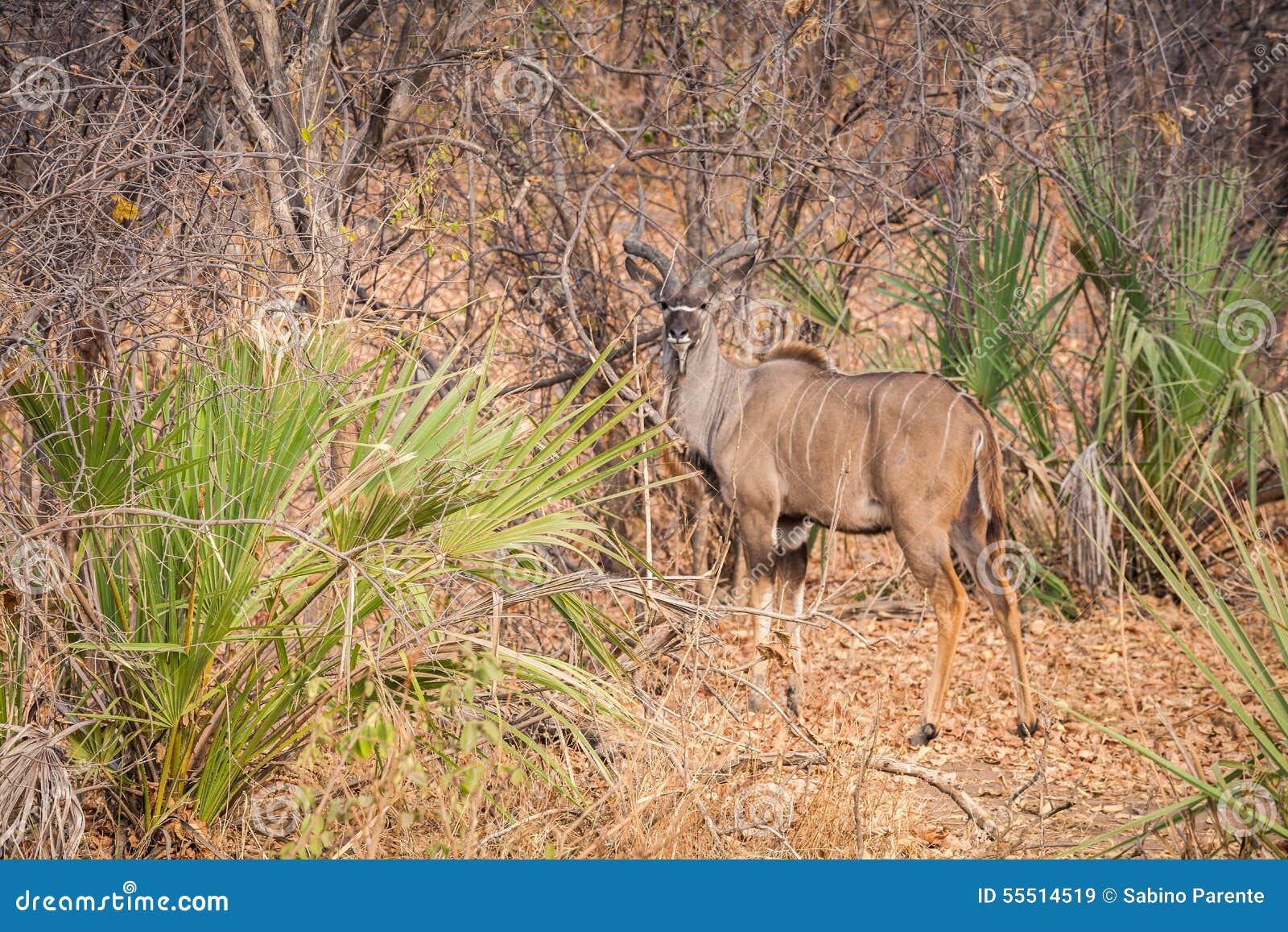 Wild impala stock image. Image of spring, wild, safari - 55514519