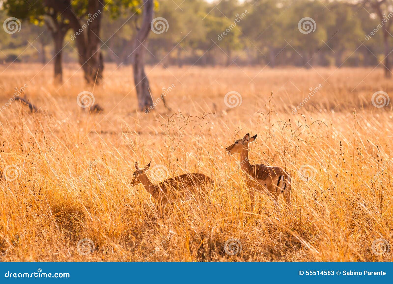 Wild impala stock image. Image of antelope, impala, wilderness - 55514583