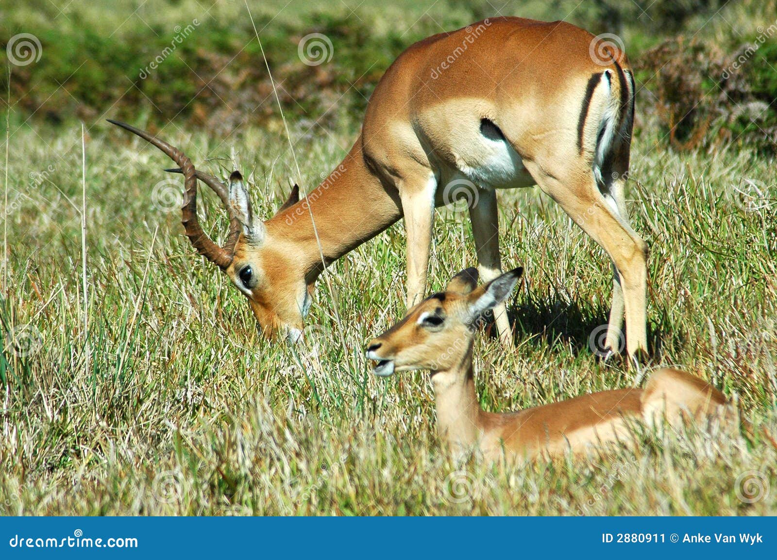 Wild Impalas stock image. Image of africa, african, safari - 2880911