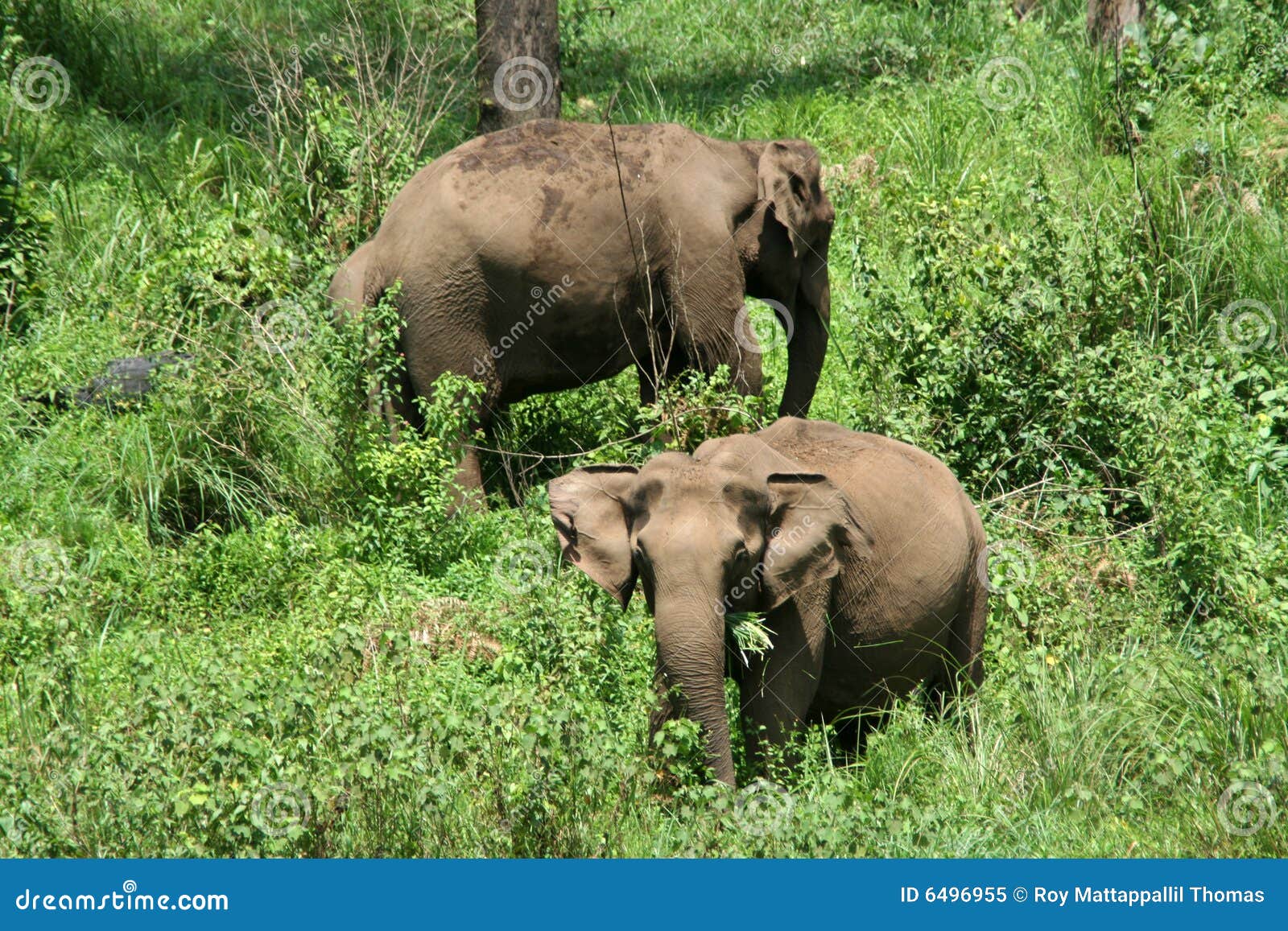 Wild Indian elephants stock image. Image of nature, indian - 6496955