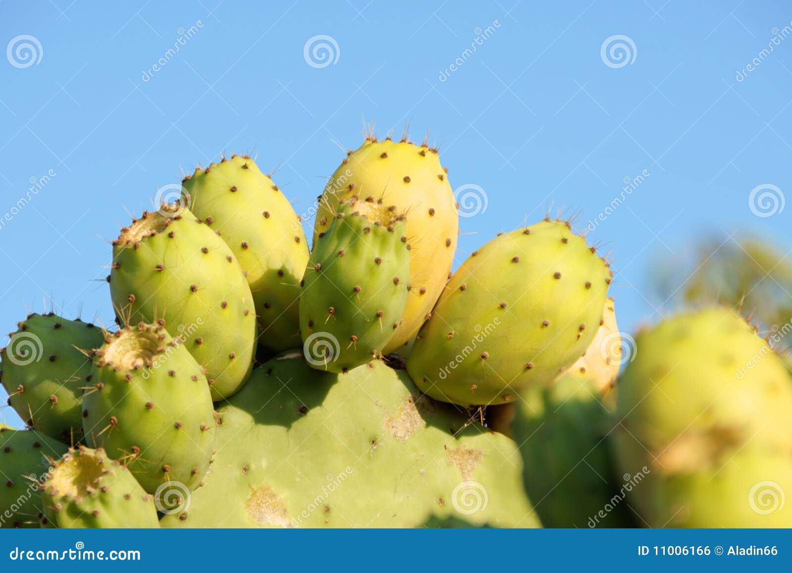 Wild indian figs stock photo. Image of indian, food, organic - 11006166