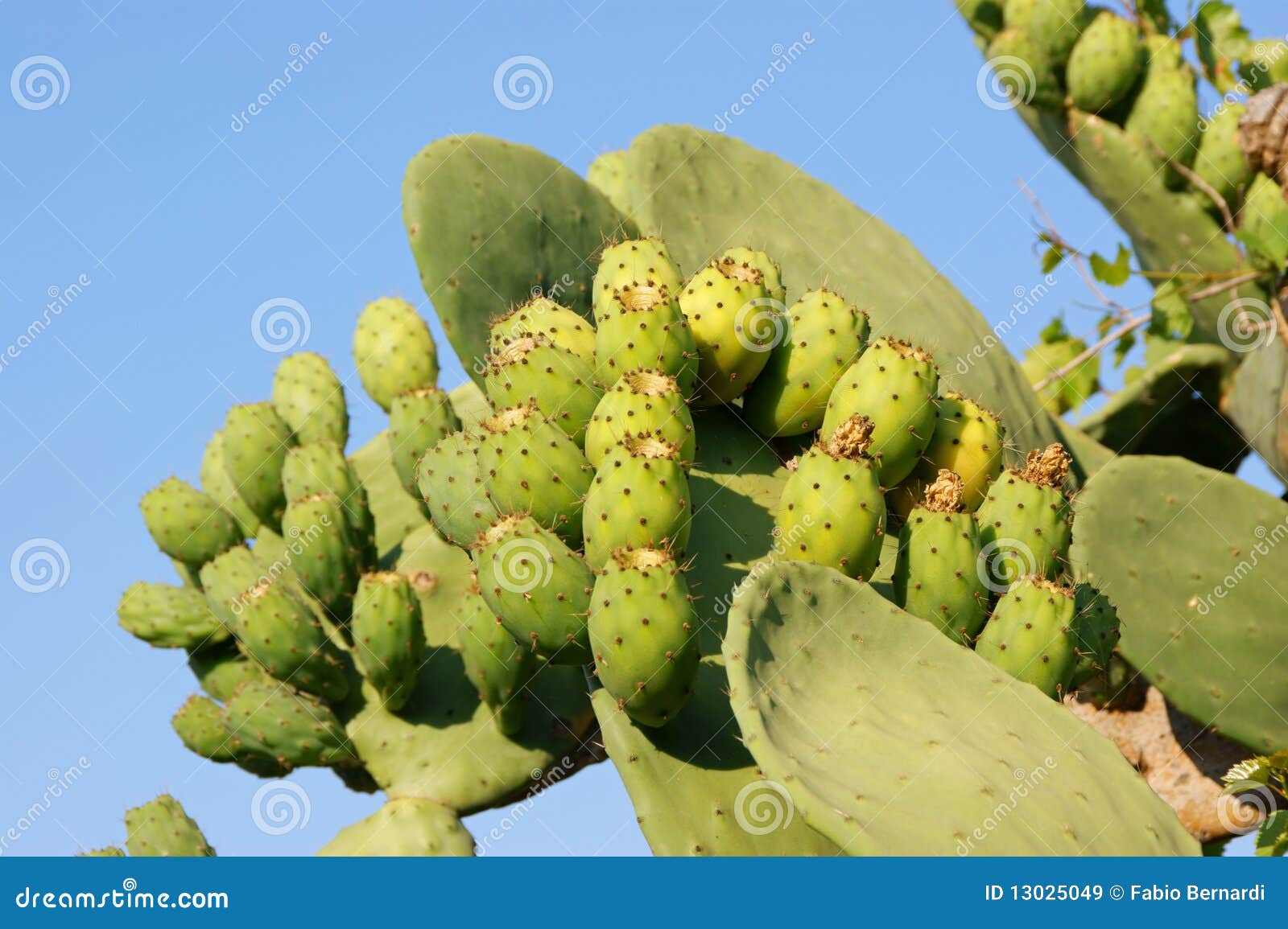 Wild indian figs stock image. Image of horizontal, plant - 13025049