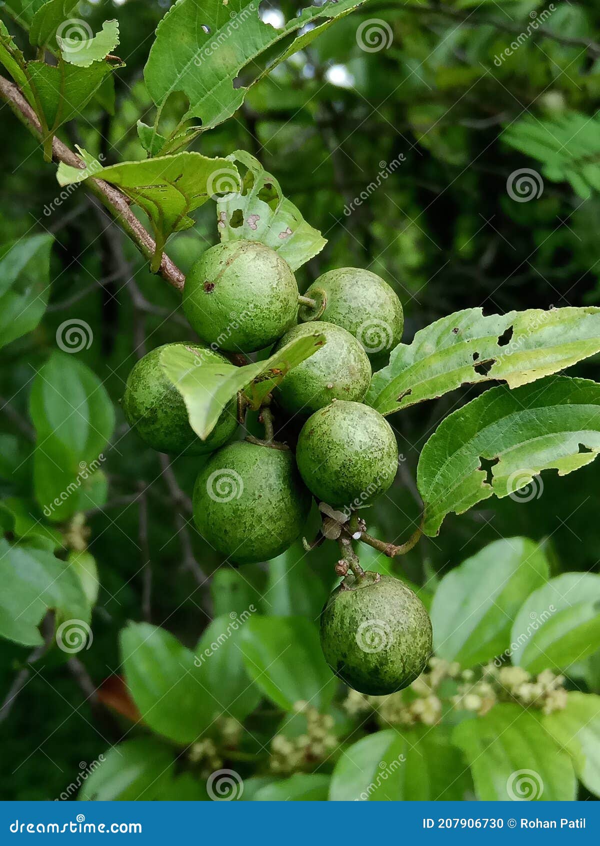 Wild Indian Fruit Ber Jujube Stock Photo - Image of vegetable, shrub ...