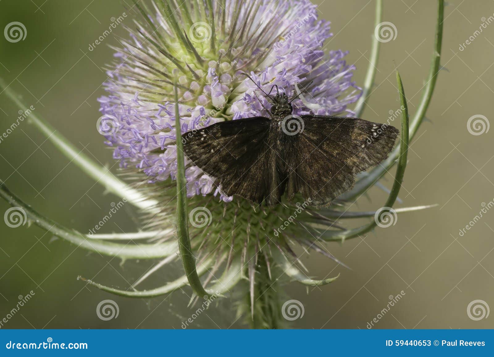 Wild Indigo Duskywing Butterfly - Erynnis Baptisiae Stock Image - Image ...