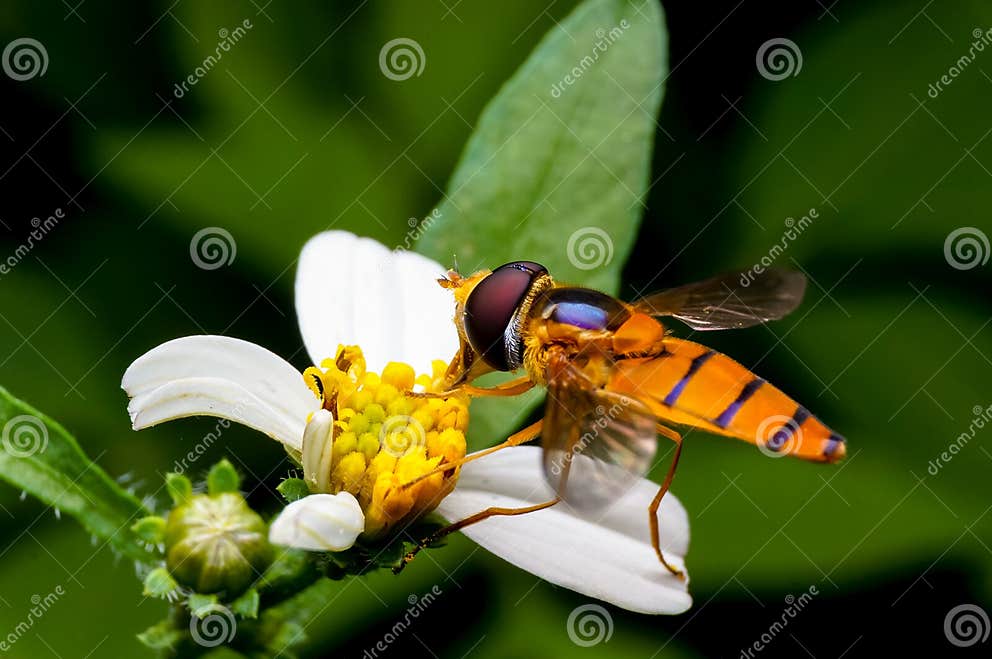 Wild insect sucking nectar stock image. Image of garden - 100164079