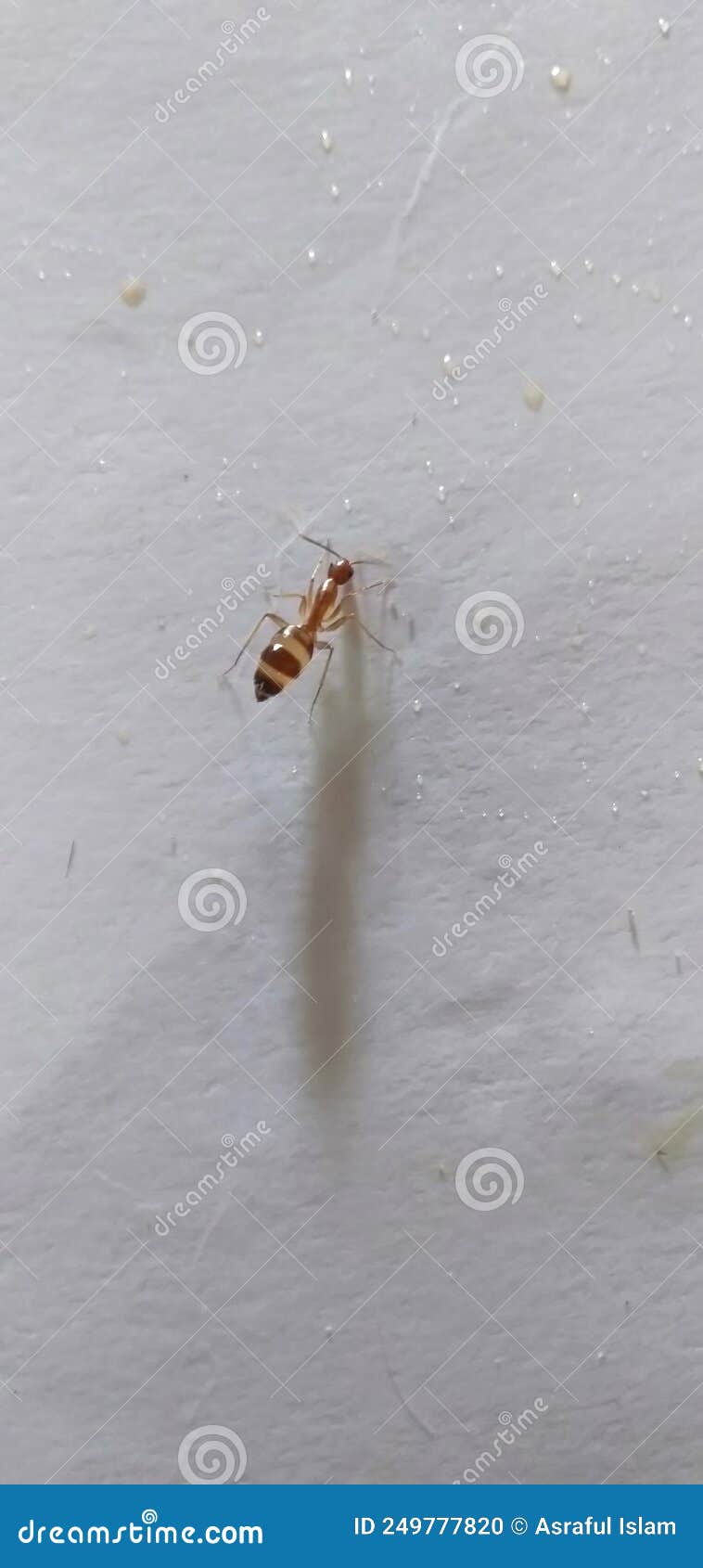 An Wild Insect at the Time of Raining Stock Photo - Image of rain, moth ...
