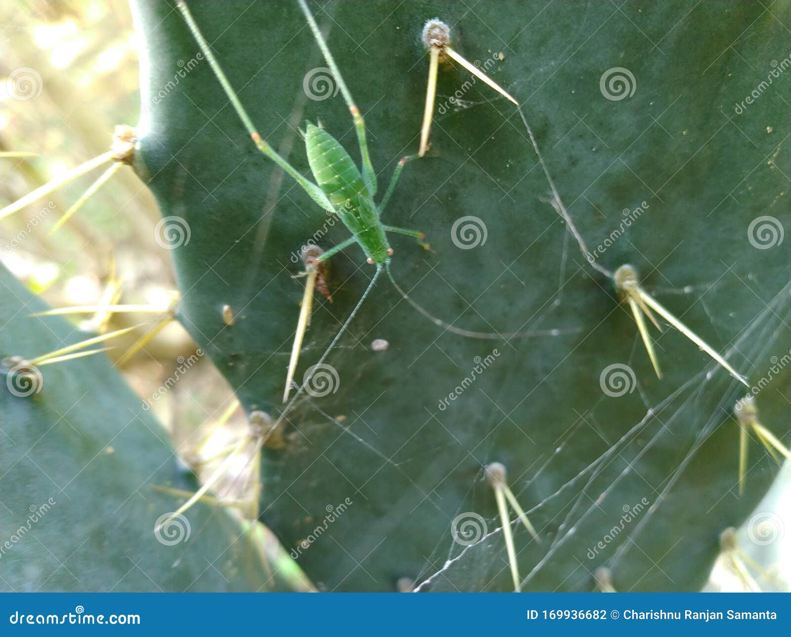 Wild insect sits in cactus stock photo. Image of garden - 169936682