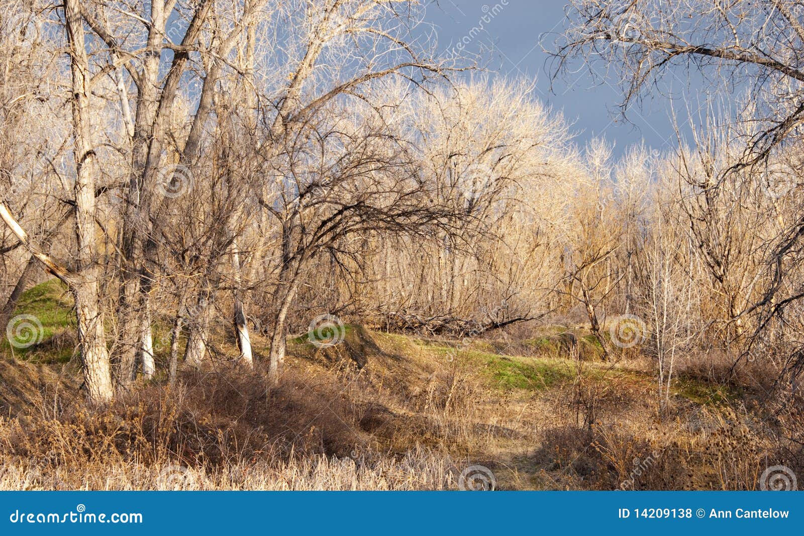 Wild and Intimate Area on the Colorado Prairie Stock Photo - Image of ...