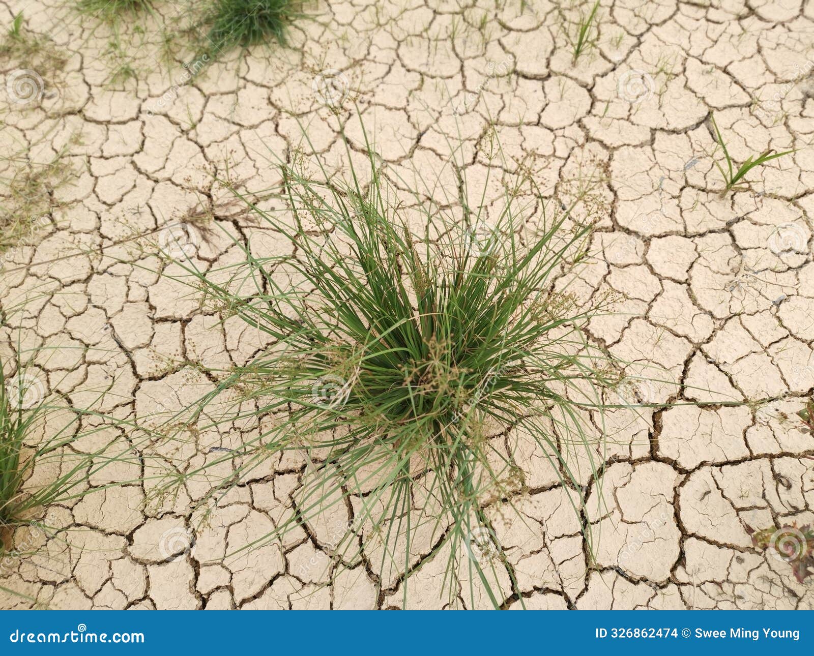 Invasive Weeds Stock Photo | CartoonDealer.com #31219932