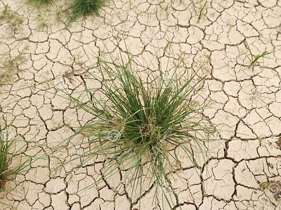 Wild Invasive Weeds Sprouting from the Crack Ground Surface Stock Photo ...
