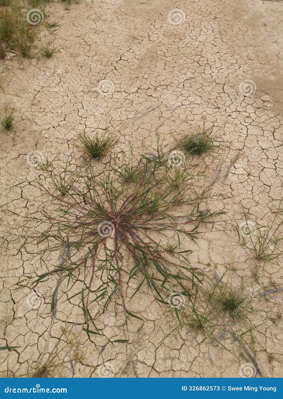 Wild Invasive Weeds Sprouting from the Crack Ground Surface Stock Image - Image of texture ...