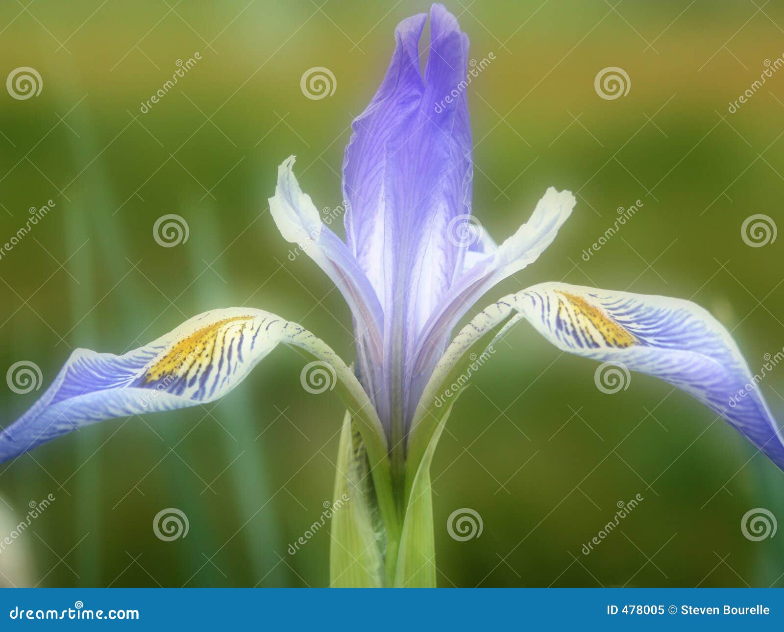 Wild Iris stock image. Image of flowers, march, macro, wild - 478005