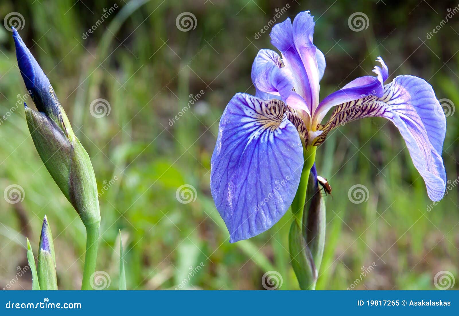 Wild Iris in Alaska stock image. Image of grow, serene - 19817265