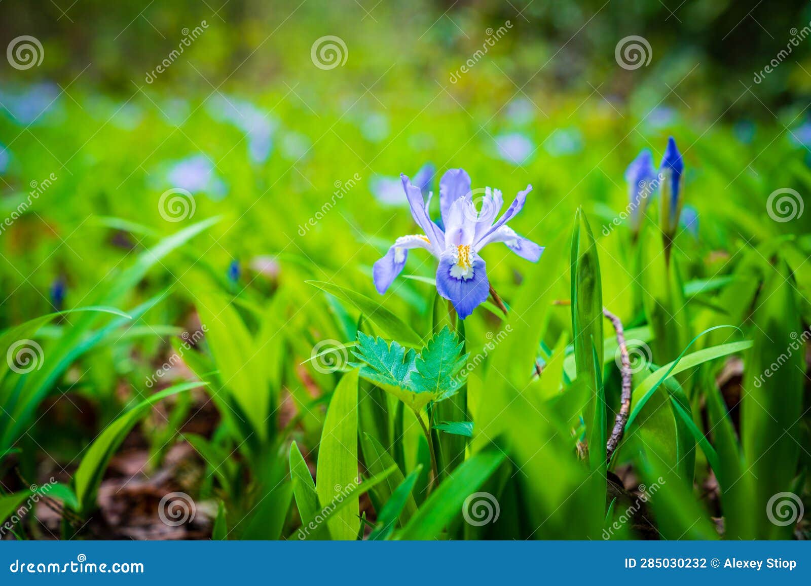 Wild Iris stock photo. Image of scenic, bright, environment - 285030232