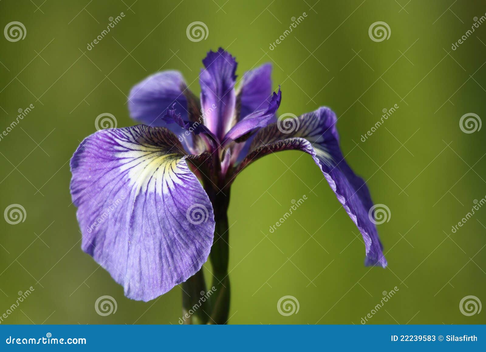 Wild Iris Flower in Alaska stock image. Image of stalk - 22239583