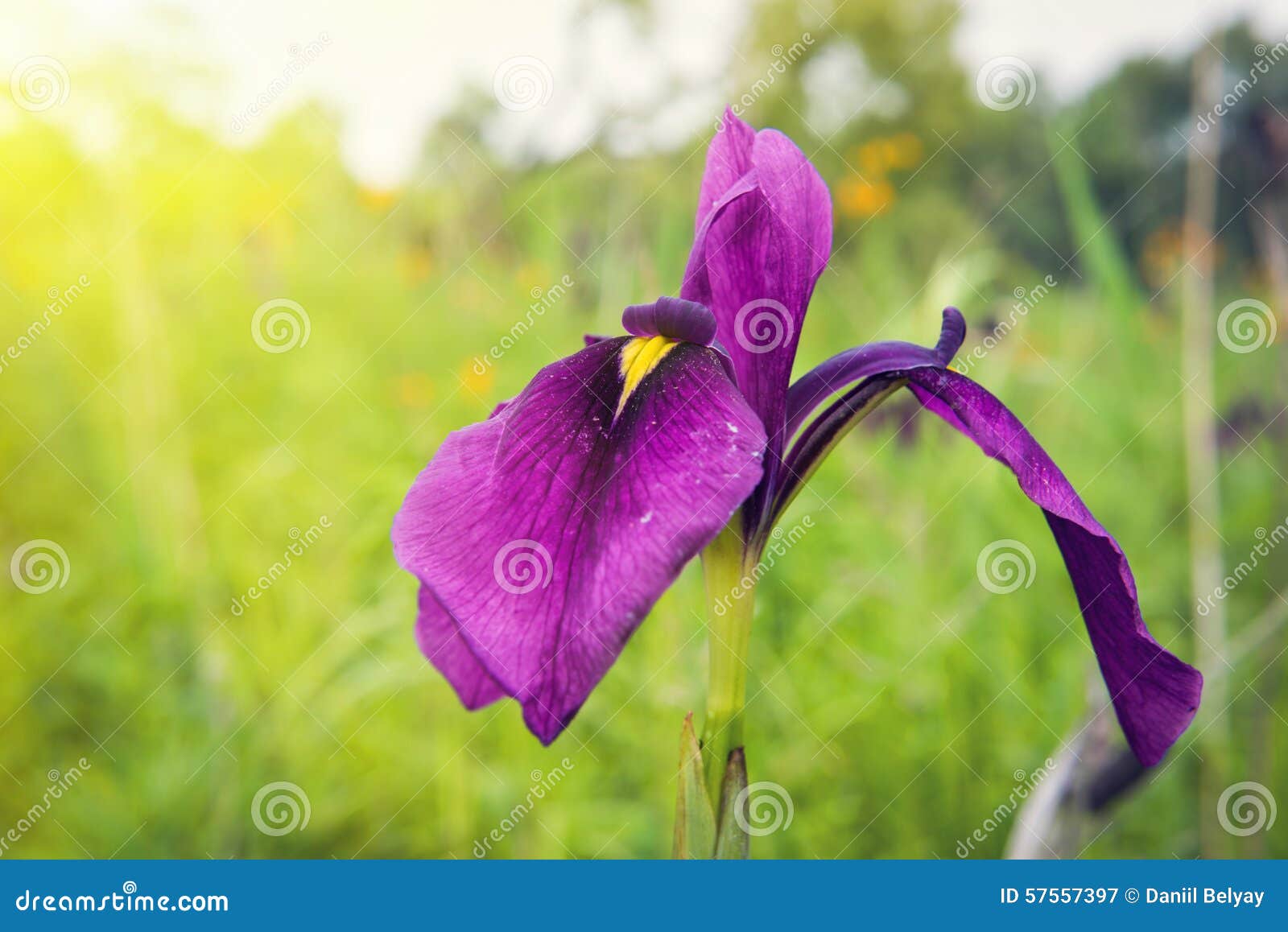 Wild iris flower stock image. Image of closeup, grass - 57557397