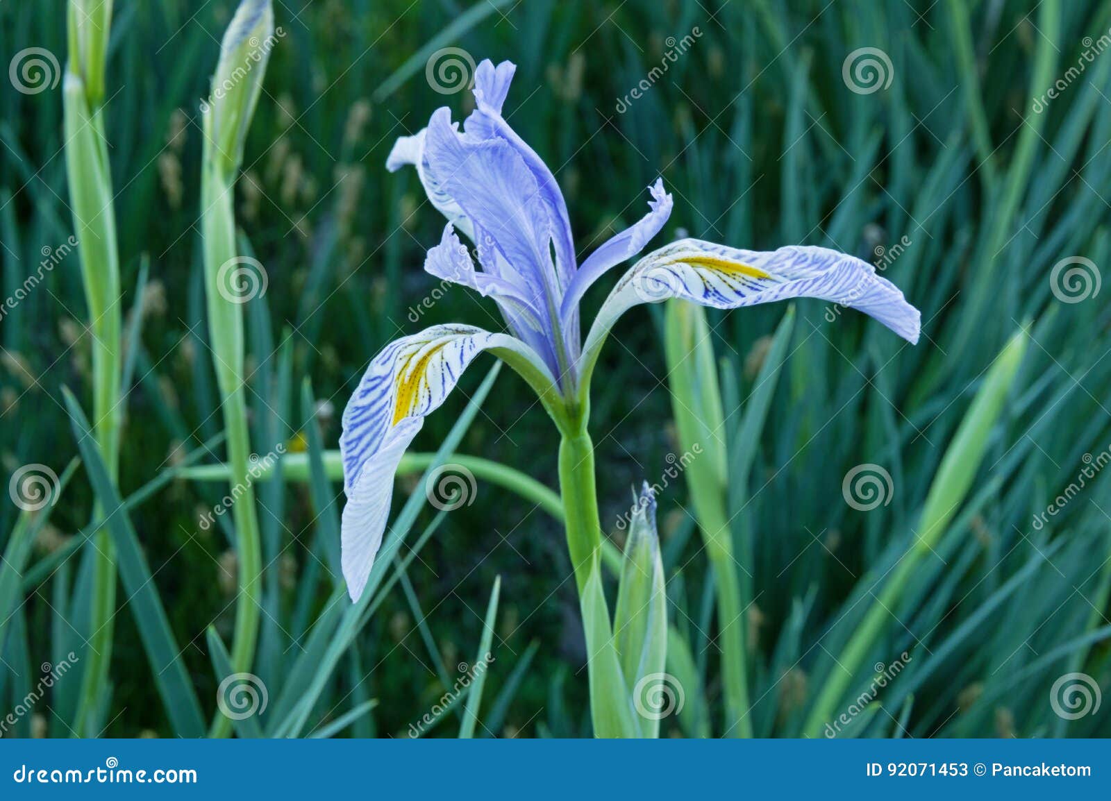 Wild Iris Flower stock image. Image of pretty, focus - 92071453