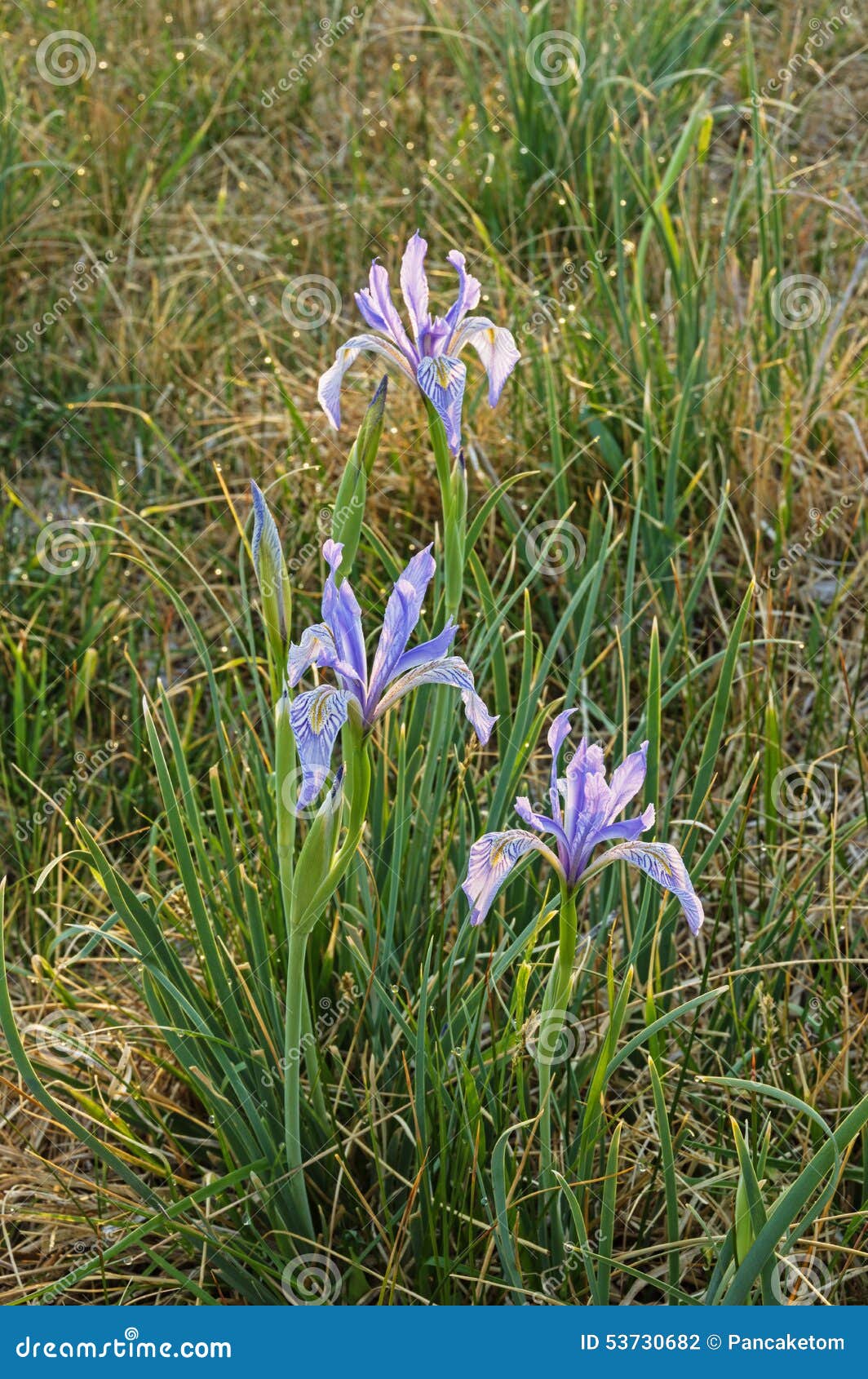 Wild Iris Flowers stock photo. Image of flowers, meadow - 53730682