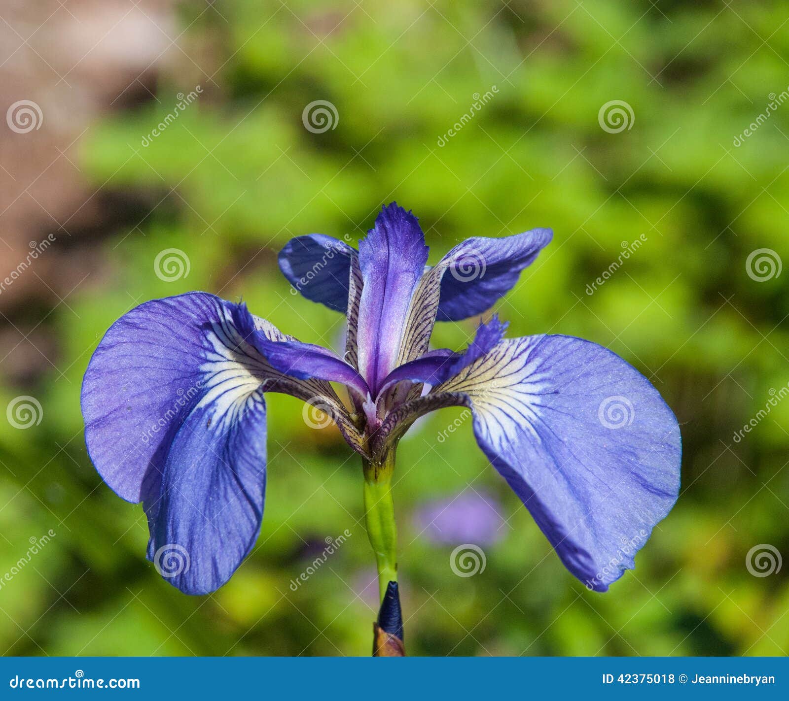 Wild Iris stock photo. Image of alaska, setosa, petals - 42375018