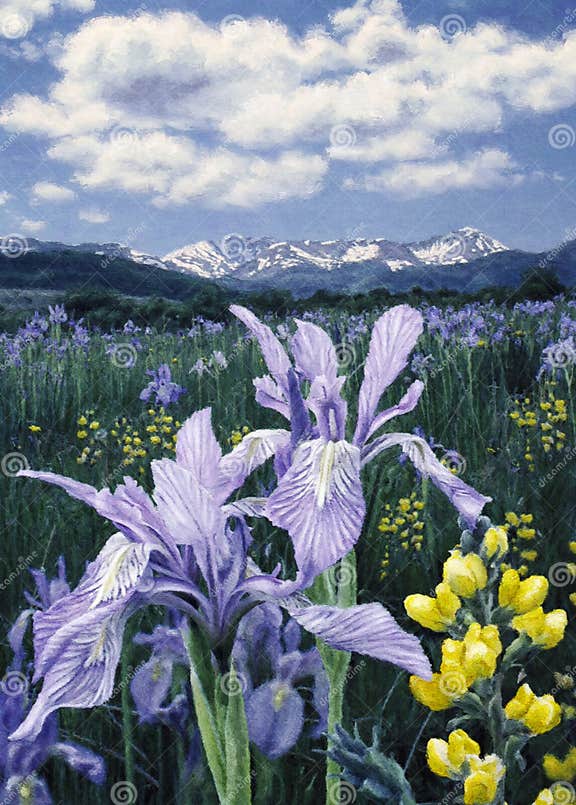 Wild Iris H1 stock photo. Image of painting, beauty, colorado - 3243666