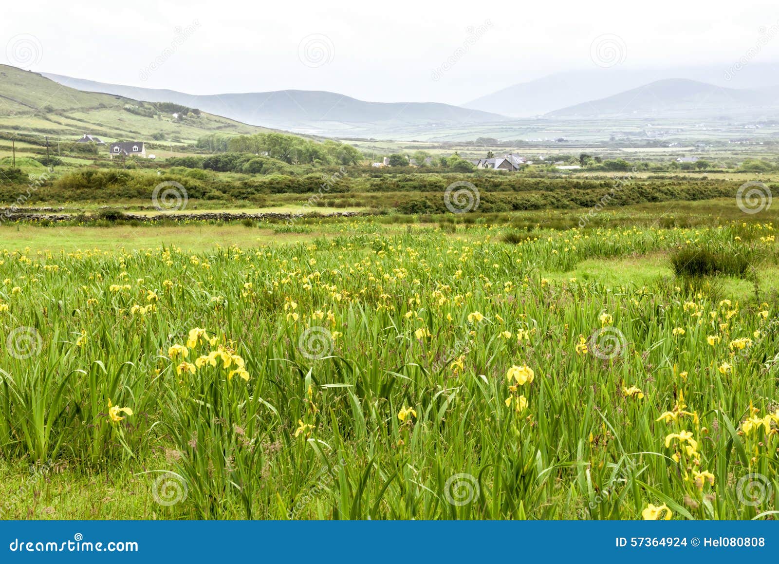 Wild iris in Ireland stock photo. Image of hills, landscape - 57364924