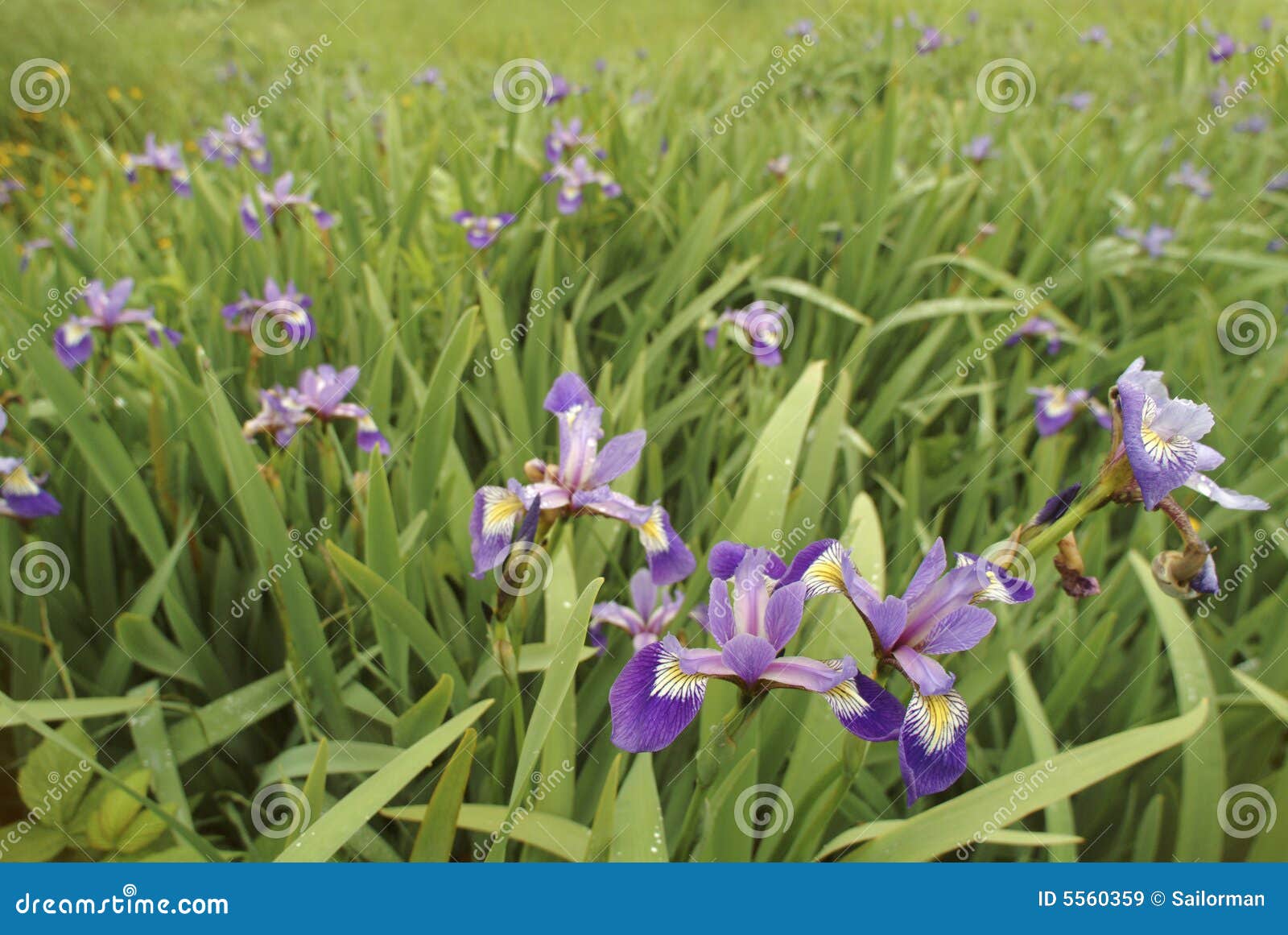 Wild iris in a meadow stock image. Image of bloom, flower - 5560359