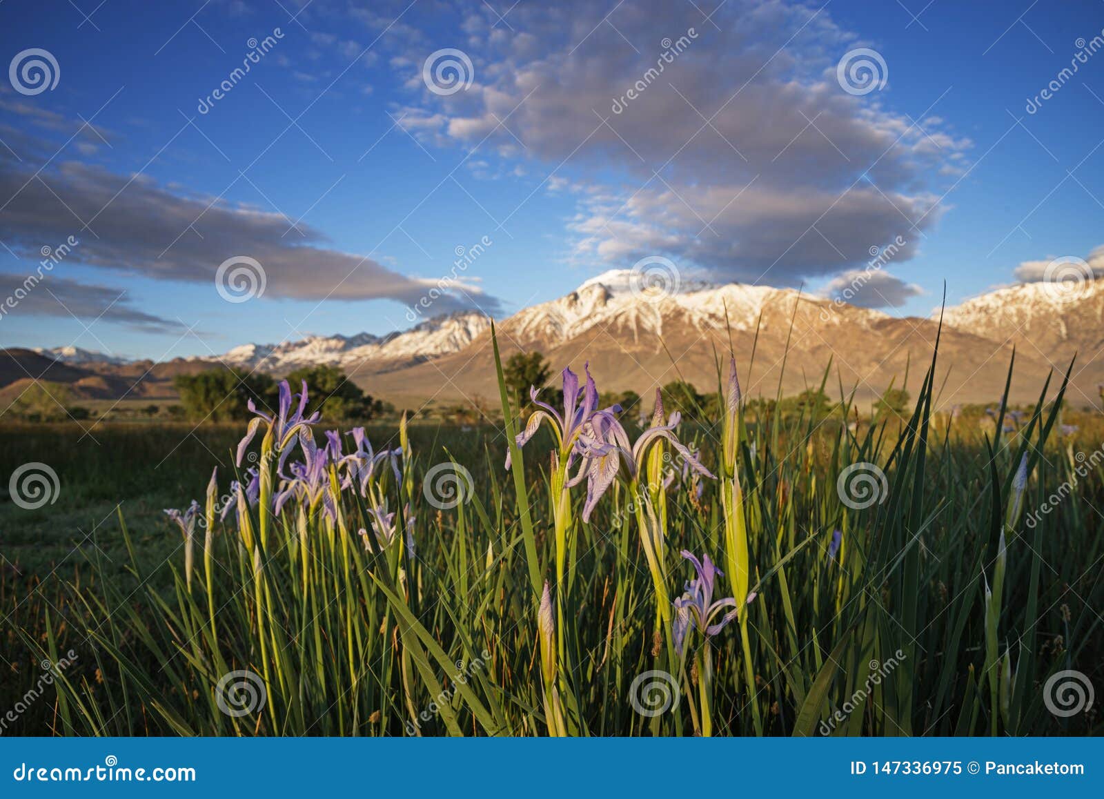Wild Iris in Meadow stock image. Image of flowers, valley - 147336975