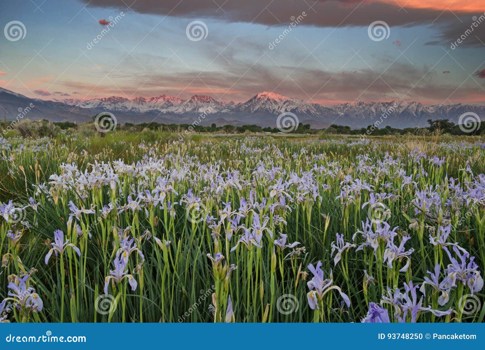 Wild Iris Meadow stock photo. Image of mountains, mount - 93748250