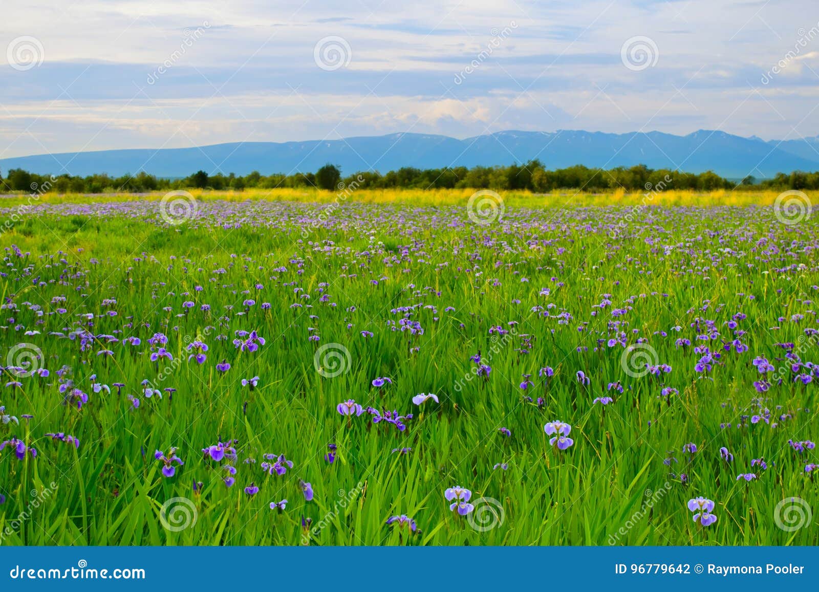 Wild Iris stock photo. Image of flower, experience, nature - 96779642