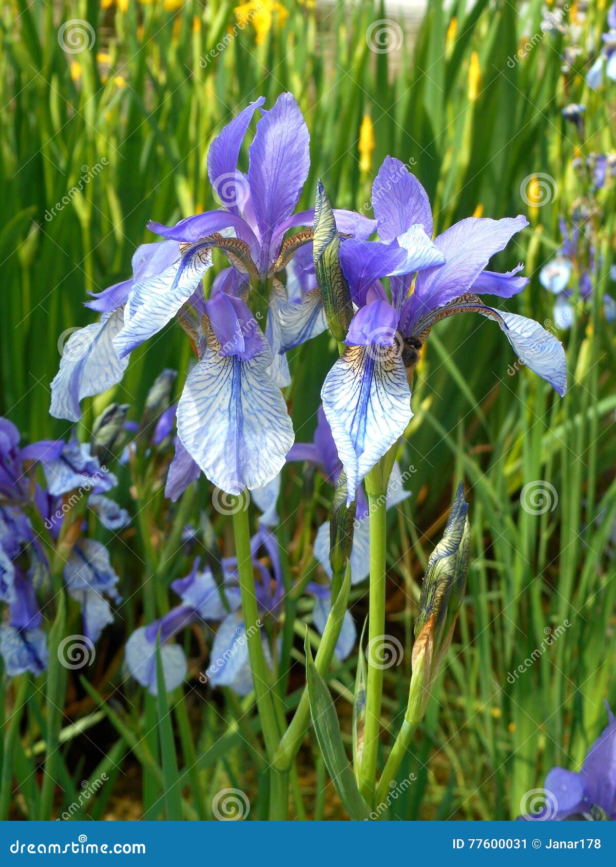 Wild irises stock image. Image of iris, light, bloom - 77600031