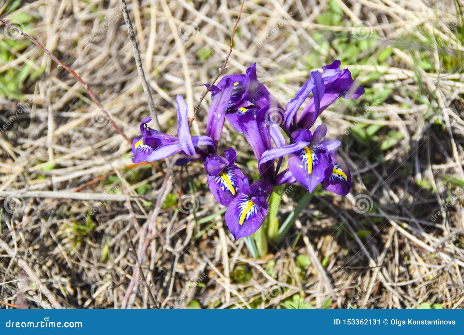 Wild Wild Irises Grow in a Field on a Dry Grass Stock Image - Image of ...