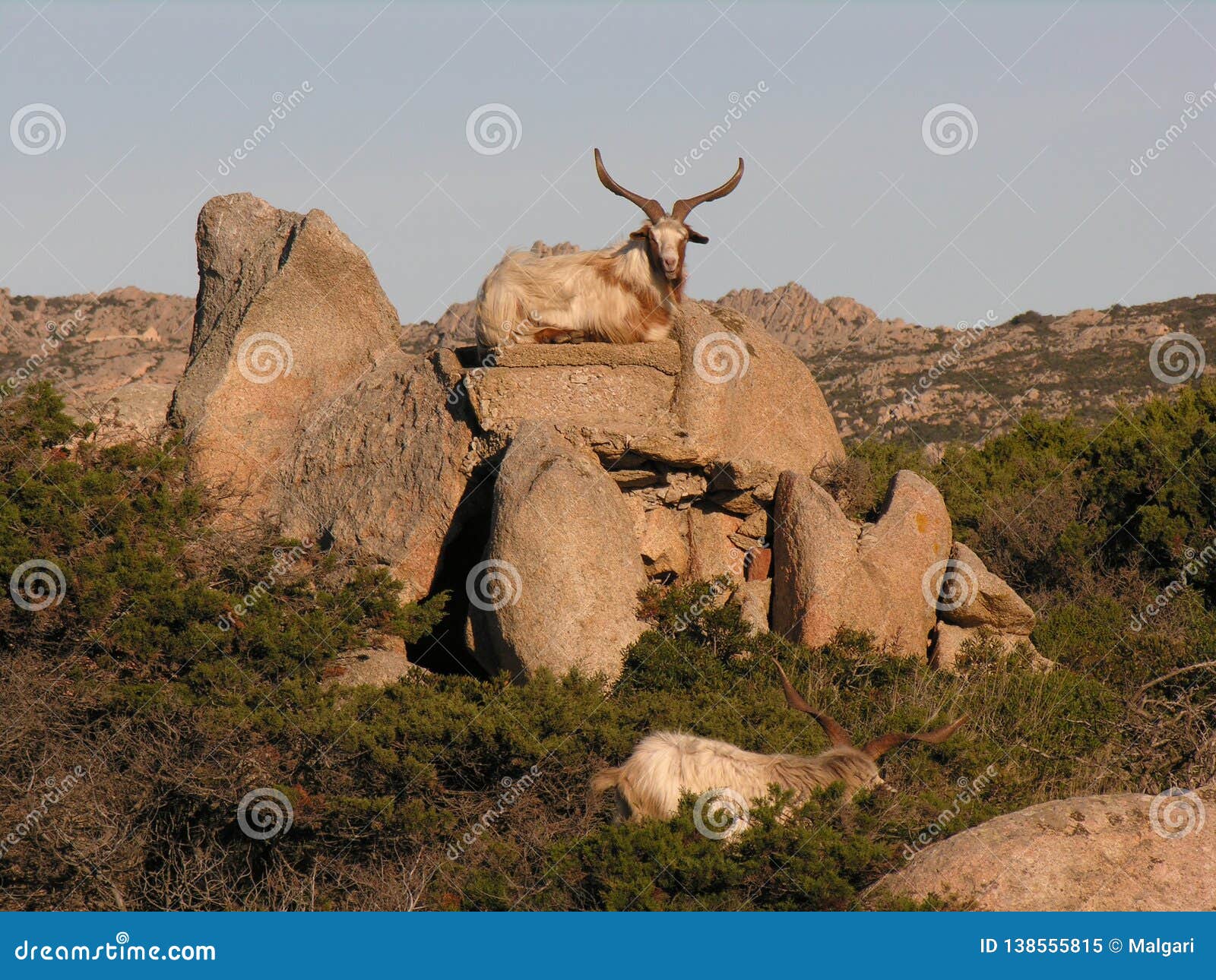 Wild island goat c stock image. Image of admire, unregulated - 138555815