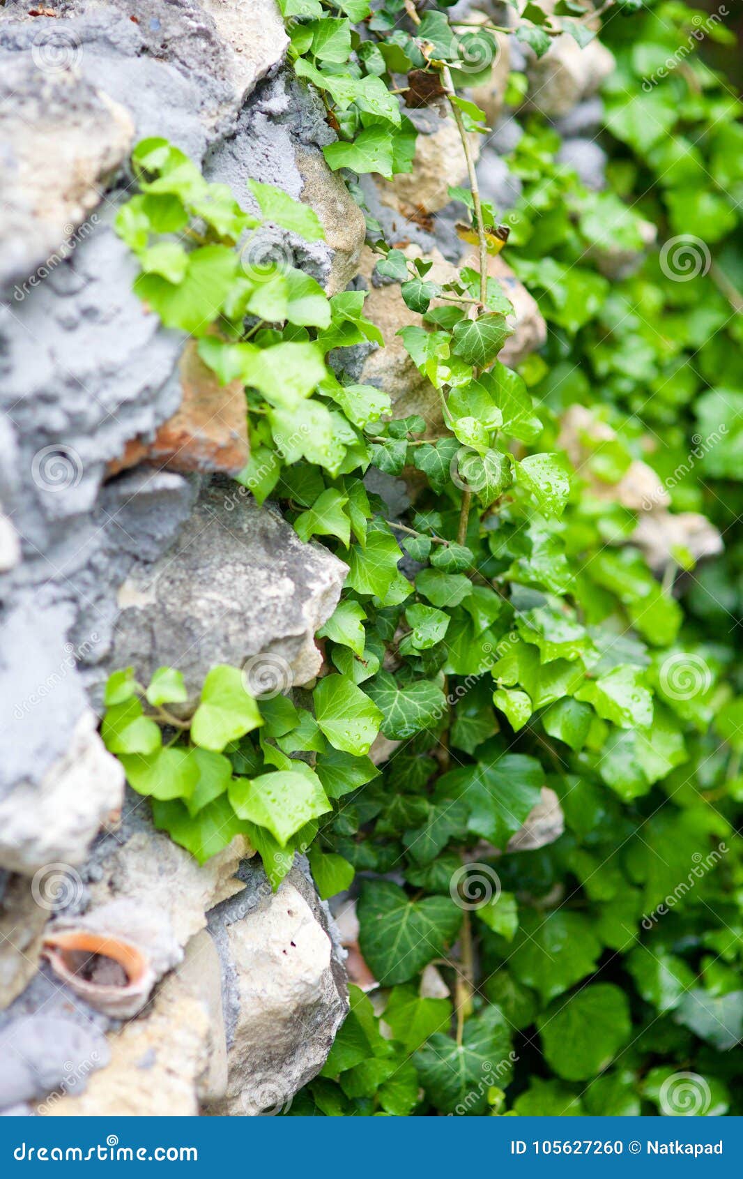 Wild Ivy Drags Over the Rocks Stock Photo - Image of scenic, light ...