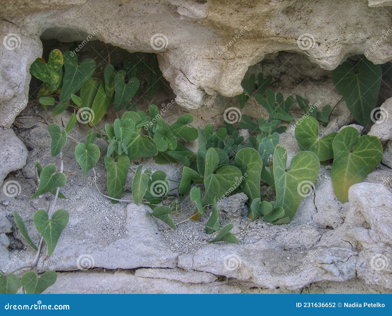 Wild ivy grows in the rock stock photo. Image of branch - 231636652