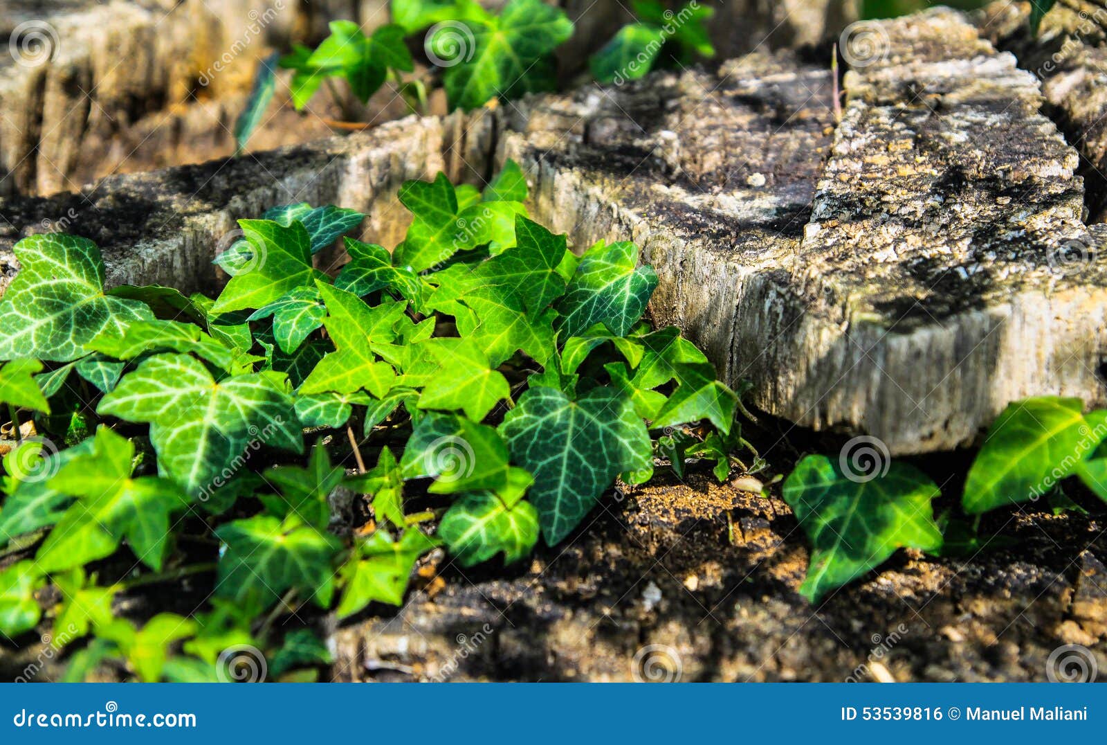 Wild ivy stock photo. Image of lush, fall, green, climber - 53539816